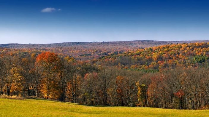 Some of Our Favorite Pennsylvania Trees